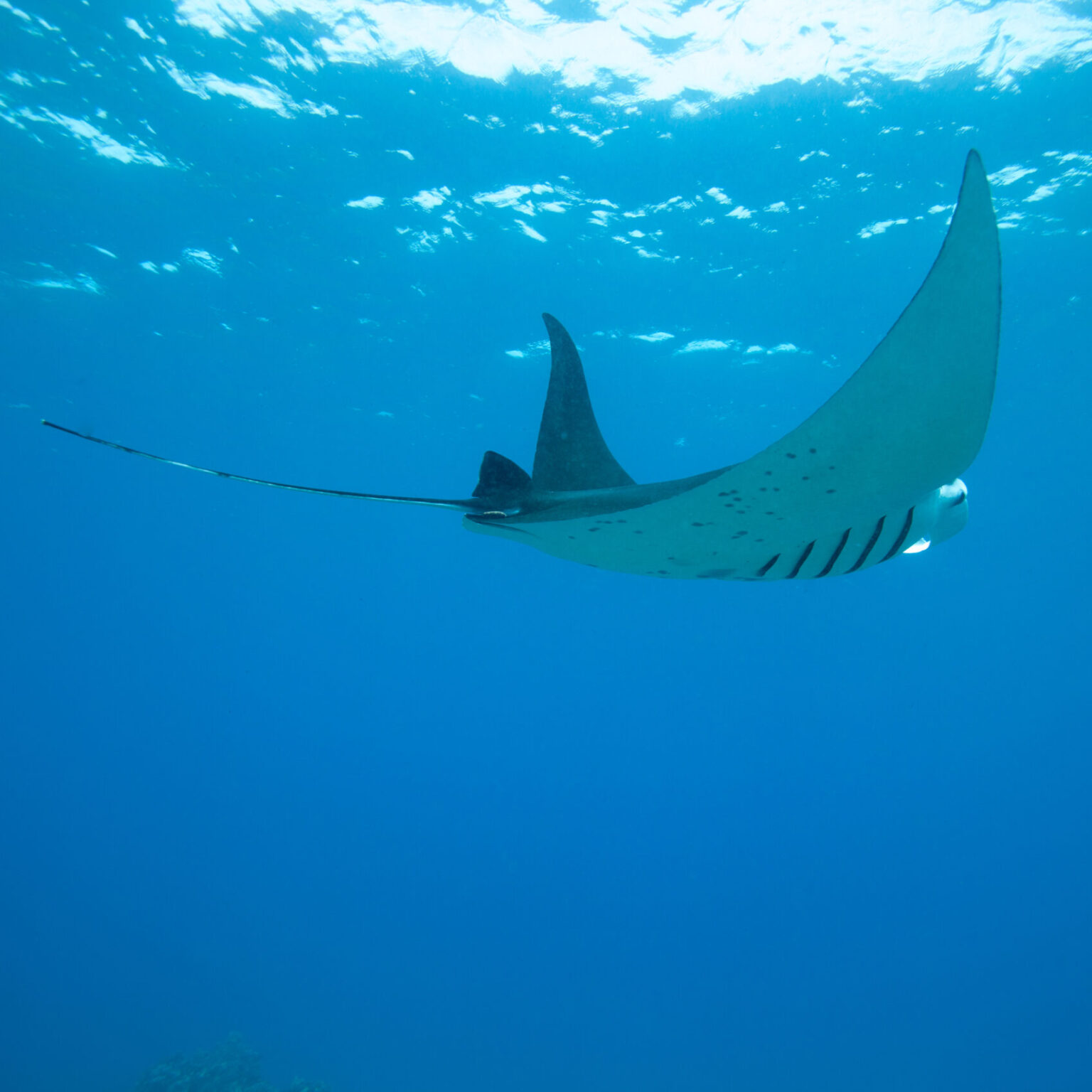 Manta Ray Night Snorkel | Swim With Manta Rays | Manta Magic